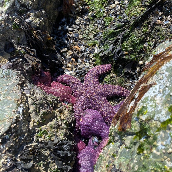 Roland Point Viewing Area - Sunshine Coast, BC