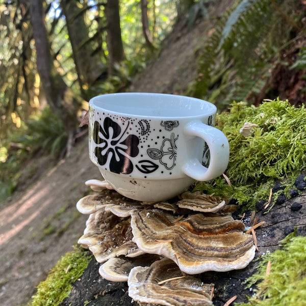 Teapot Hill - Hiking Trail in Cultus lake