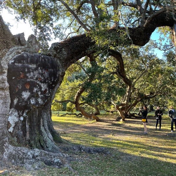 McDonogh Oak - Tree in City Park