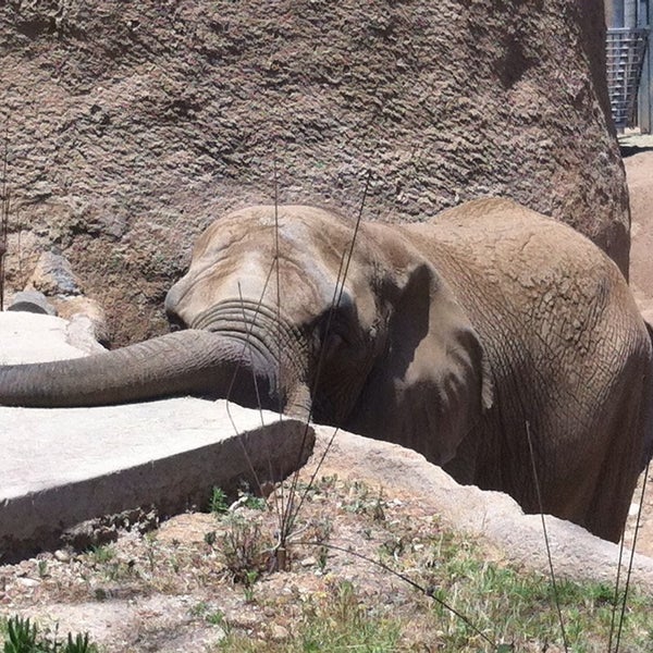 Elephant Odyssey - Balboa Park - San Diego, CA
