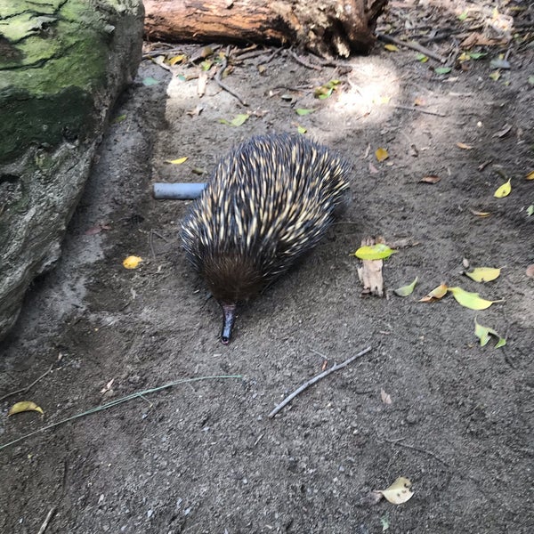 Photos at Echidna Enclosure
