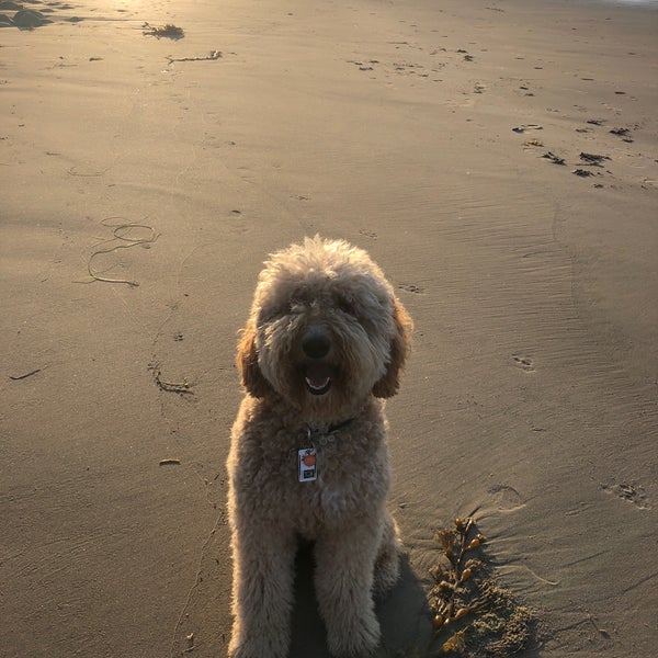 Hammond's beach - Surf Spot
