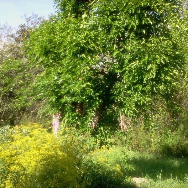 Dehra Gopipur - City