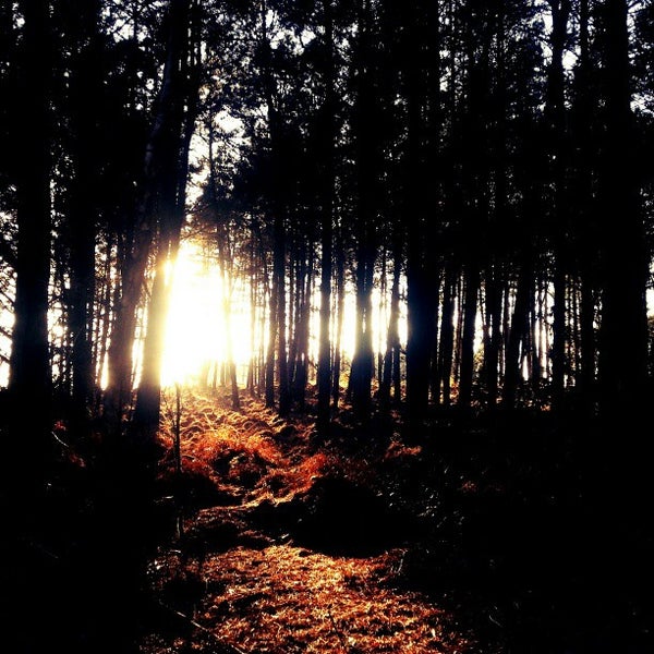 Wareham Forest - Dorset, Dorset