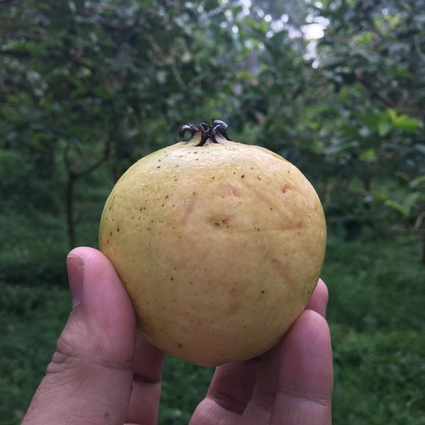 Kusuma Agrowisata - Garden Center