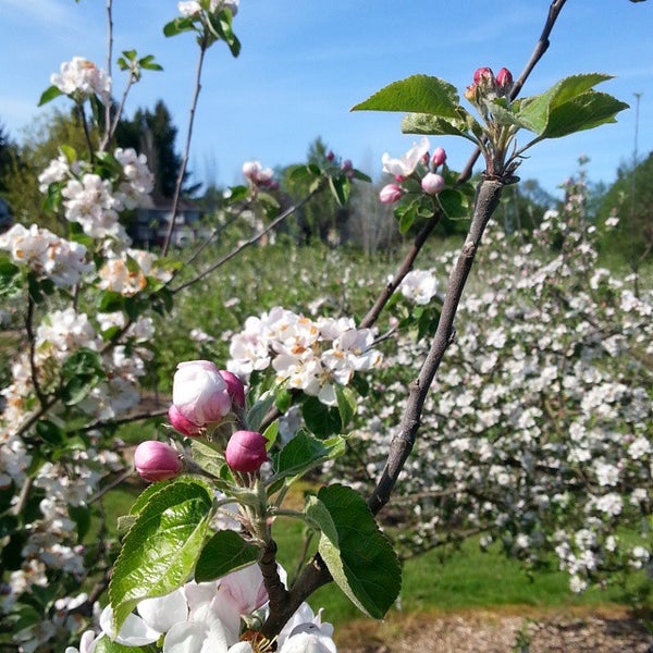 Curran Apple Orchard - University Place, WA
