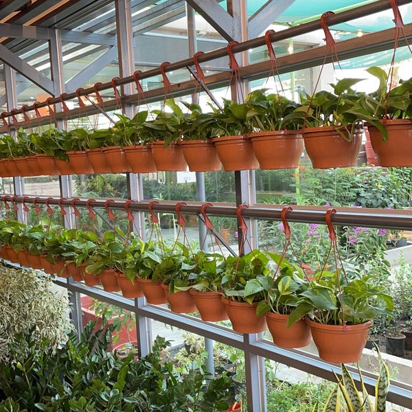 Butat Gardens - ذهبان - 0 tips