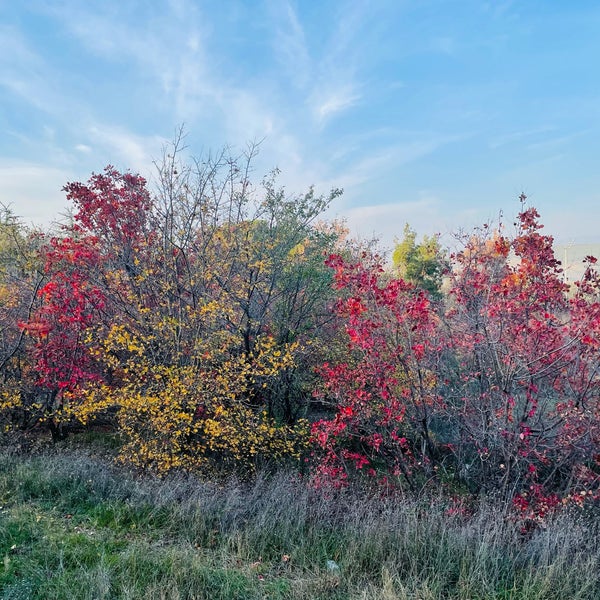 Dendropark - Park