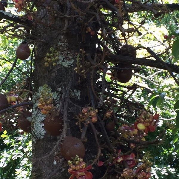 Nani Mau Gardens - Garden