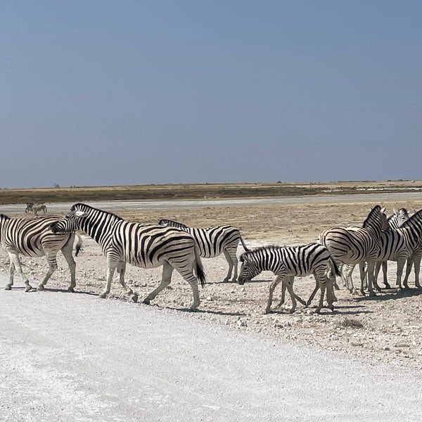 Etosha National Park - Ombika, Kunene