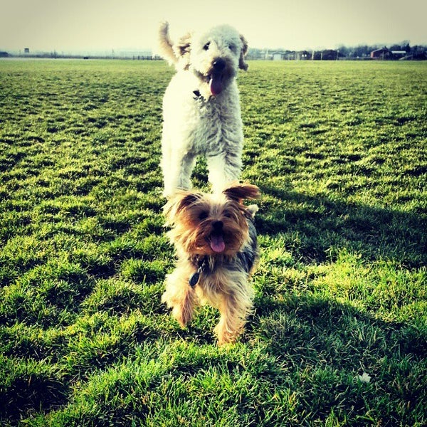 Photos at Port Sheldon Sports Complex - Soccer Field
