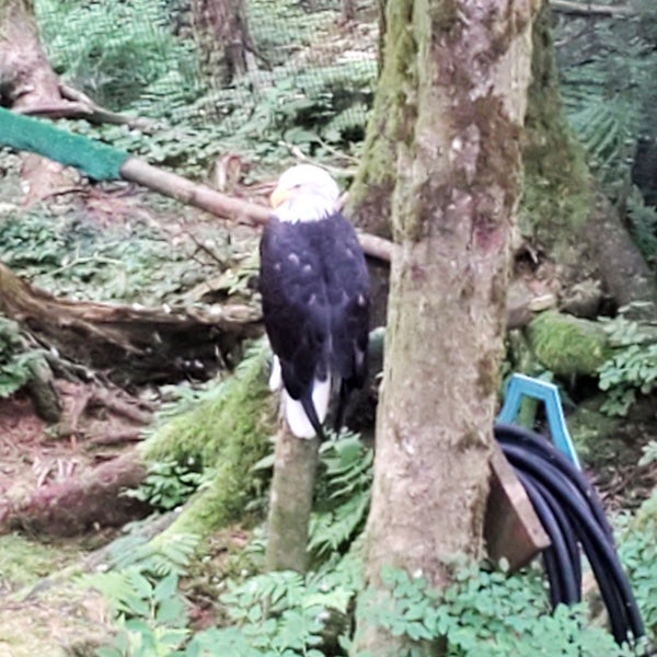 Alaska Raptor Center - Sitka, AK