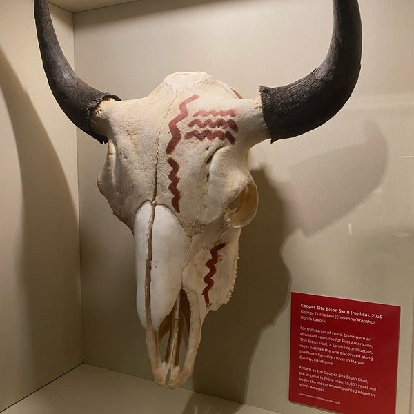Cooper Bison Skull