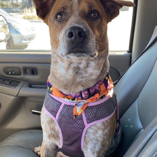 Kansas Humane Society - Animal Shelter