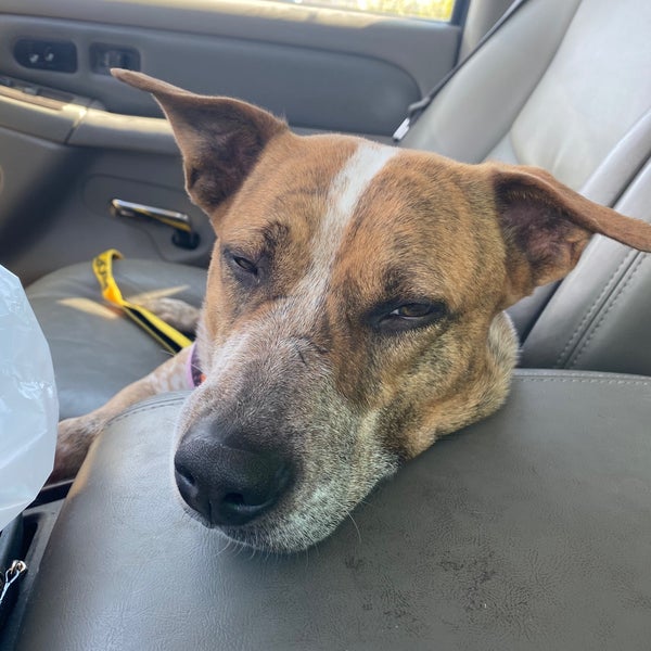 Kansas Humane Society - Animal Shelter