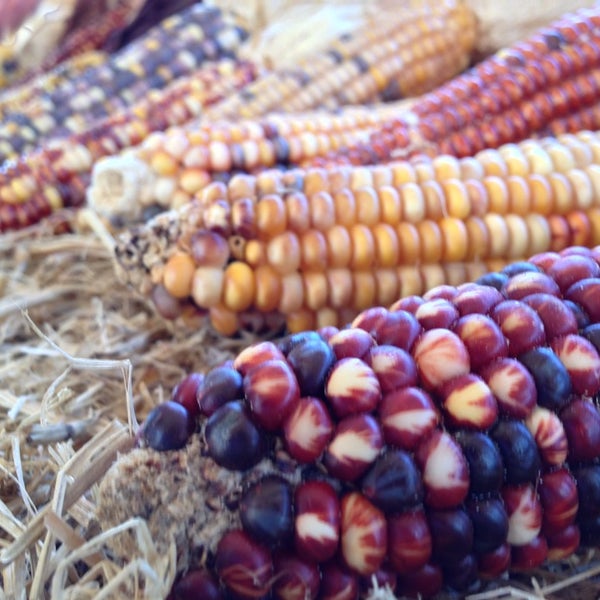 Zittel Farms - Farm in Folsom