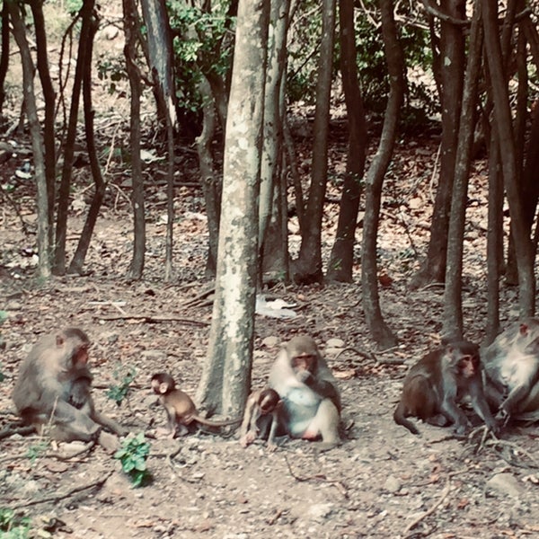 Hon Lao Monkey Island - 20 tips