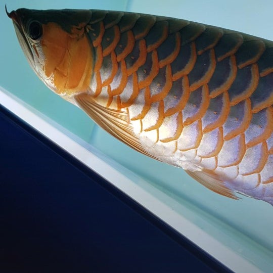 Bondan Aquatic - 1 tip