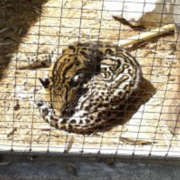 Amazonia - Uptown Broadway - San Antonio Zoo