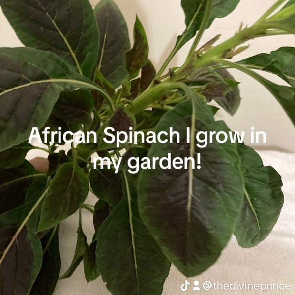 House of the Divine Prince - Treme - Lafitte - New Orleans, LA