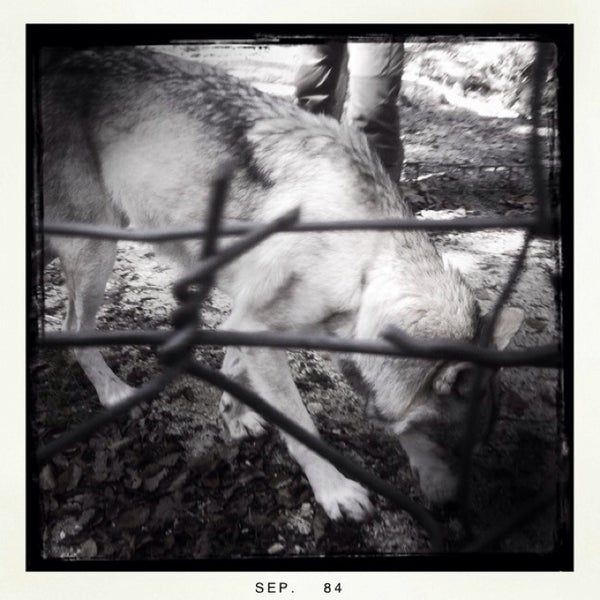 Wolf Science - 1 tip