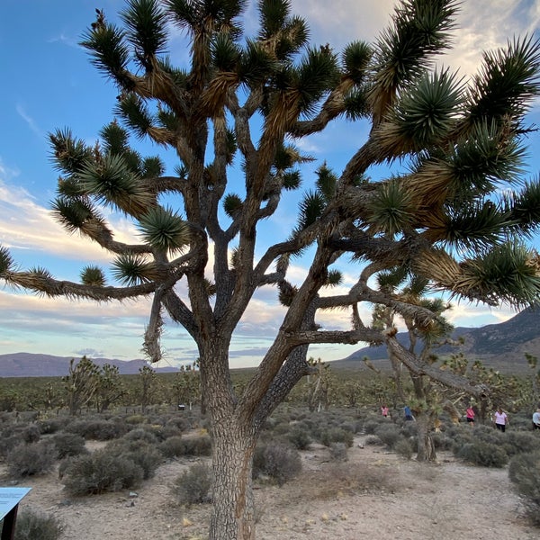 Joshua Tree Forest - Park in Meadview