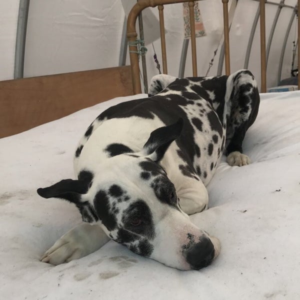 Service Dog Project - 1 tip