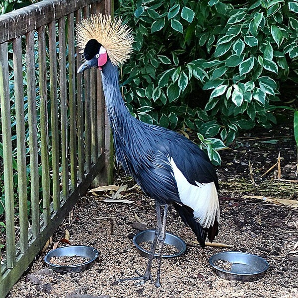 Photos at Beale Wildlife Park - Zoo in Lower Basildon