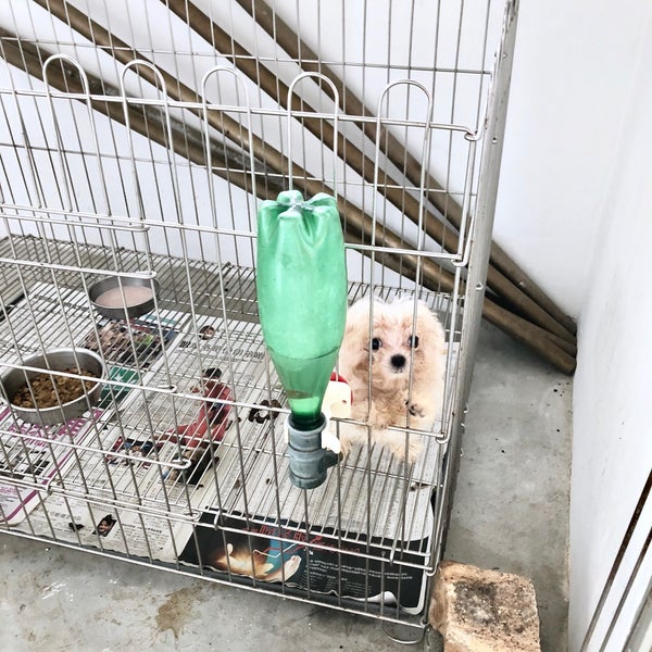 Sungei Tengah Pet Farm - Choa Chu Kang New Town, Singapore