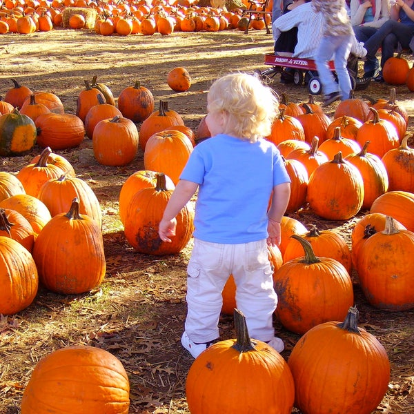 Jackson's Orchard & Nursery - 7 tips