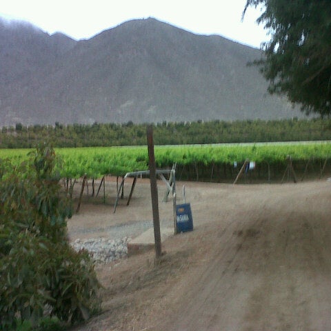 Fundo Don Carlos - Agrícola Don Ricardo - Vineyard in Ica