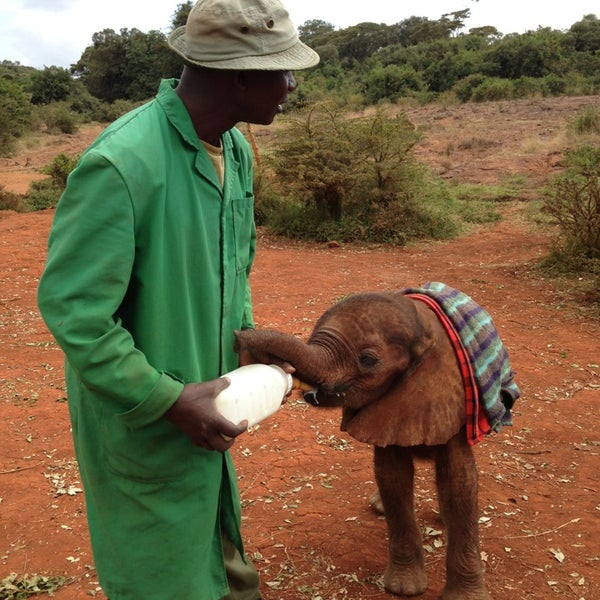 The David Sheldrick Wildlife Trust - Nairobi, Nairobi