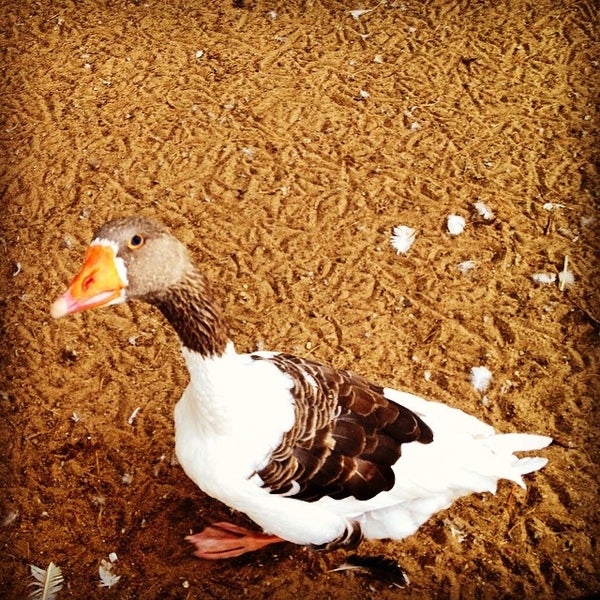 Peck's Farm Market West - Farm in Spring Green