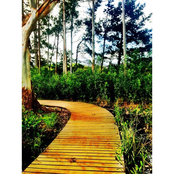 Tokai Forest - Silvermine - Tokai