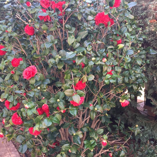 Ajaltoun - Keserwan, Mount Lebanon