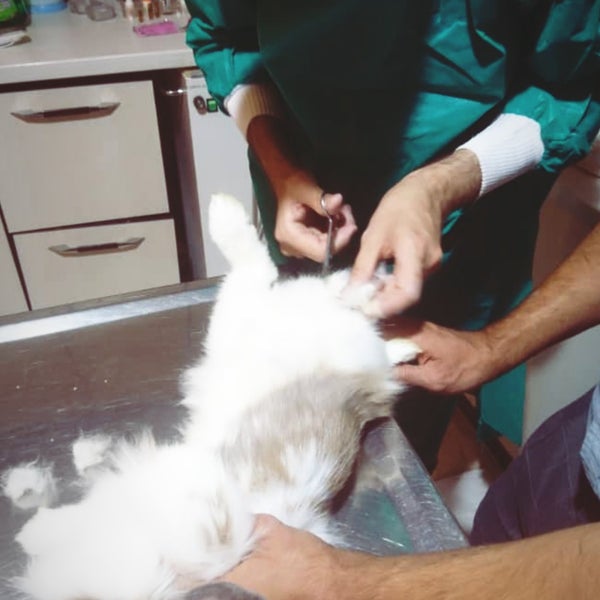كلينيك دامپزشكى بارسين / Barsin Vet. Clinic - منطقه ۱ - 3 tips from 53 ...
