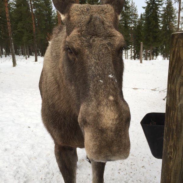 Arctic Moose In Snow Arctic Moose In Snow