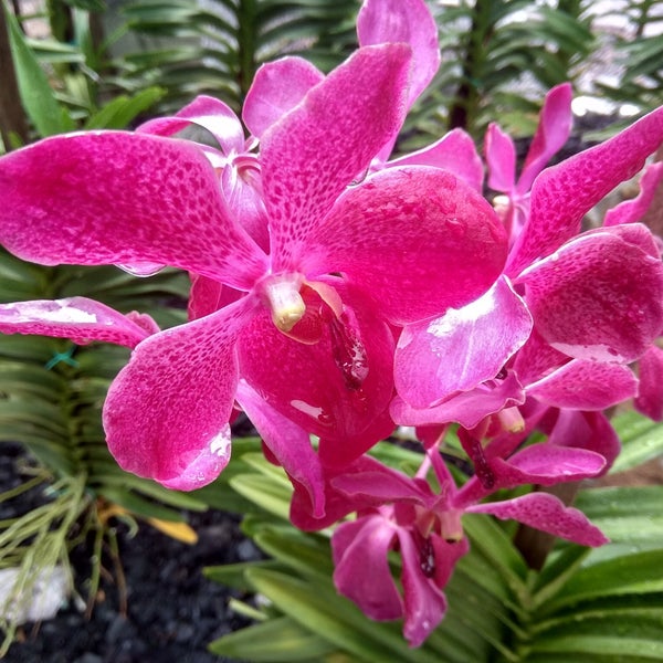 Kuching Orchid Garden - Kuching, Sarawak