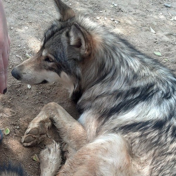 Wolf Mountain Sanctuary - 2 tips