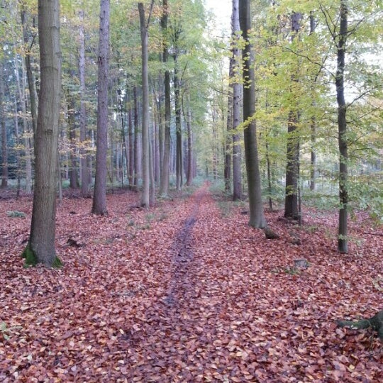 Meerdaalwoud - Forest in Oud-Heverlee