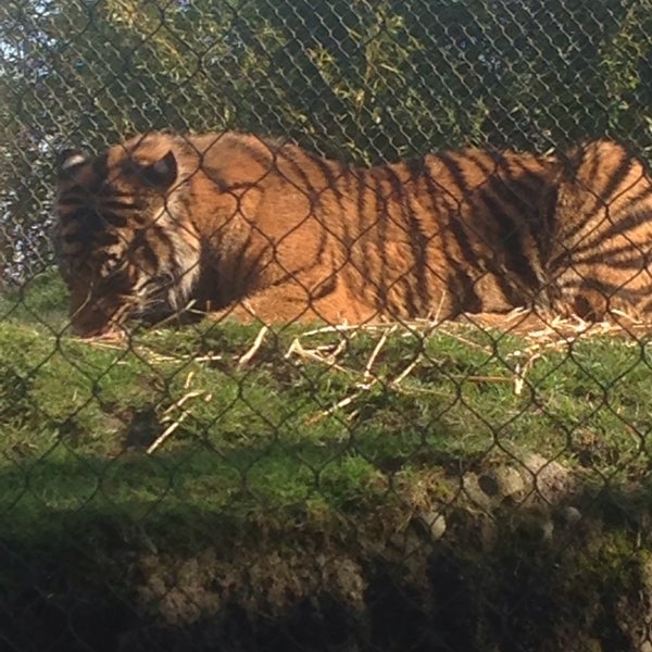 Tigers At The Zoo - Zoo Exhibit in Tacoma