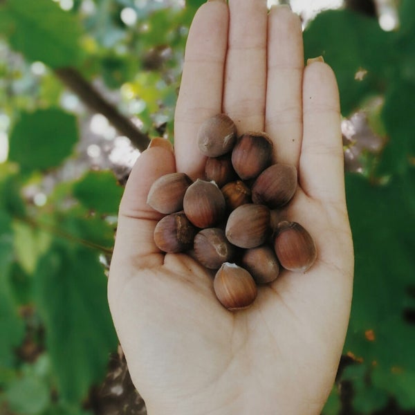 Qazax | Gazakh | Газах - City