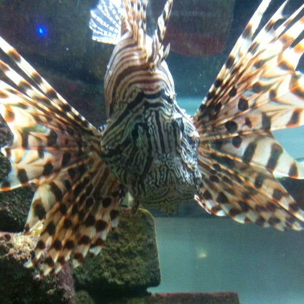 Blue Planet Aquarium - Aquarium