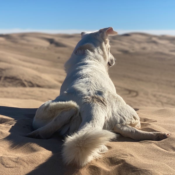 Buttercup Sand Dunes - East Imperial, CA