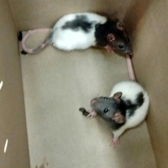 Petco - Rapid City, SD