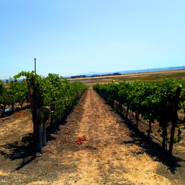 Ram's Gate Winery - Winery