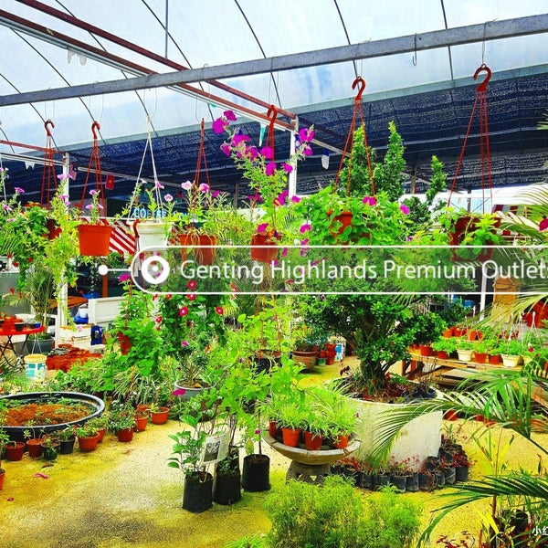 Mini Cameron Highland - 12 tips