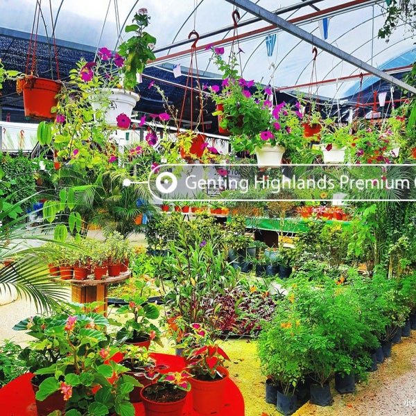 Mini Cameron Highland - 12 tips