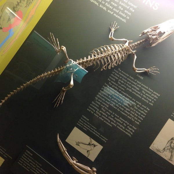 Photos at Osteology: Hall of Bones - Smithsonian's National Museum Of ...