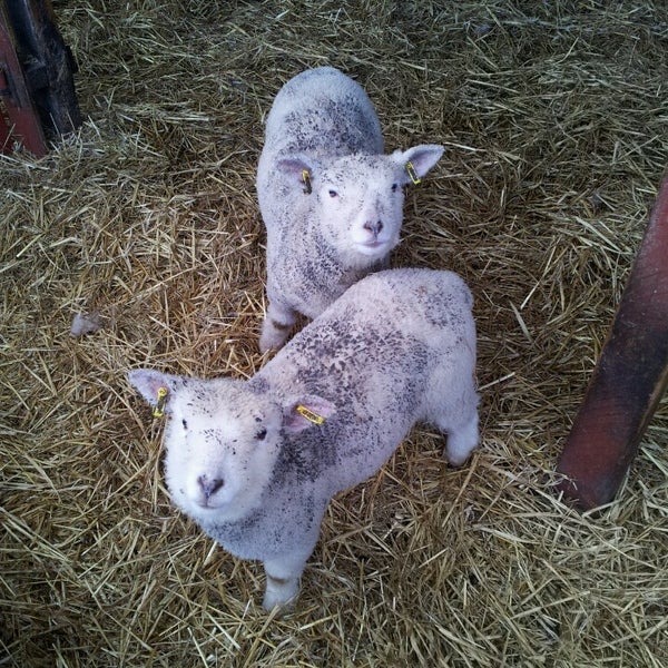 Gorgie City Farm - Gorgie - Edinburgh, Edinburgh